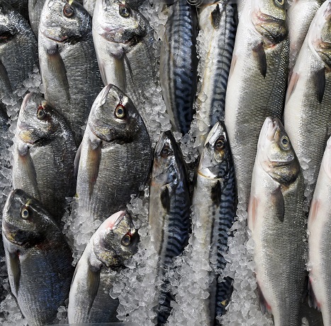 Når det hele går i fisk